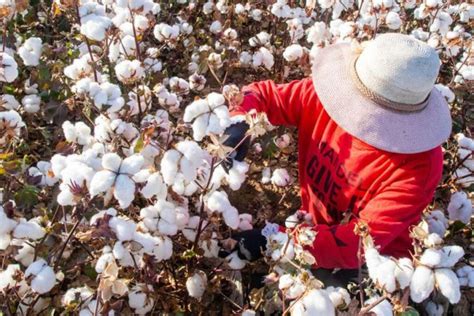 Fijan Fecha De Siembra Del Cultivo De Algodón En Los Valles Del Medio Y