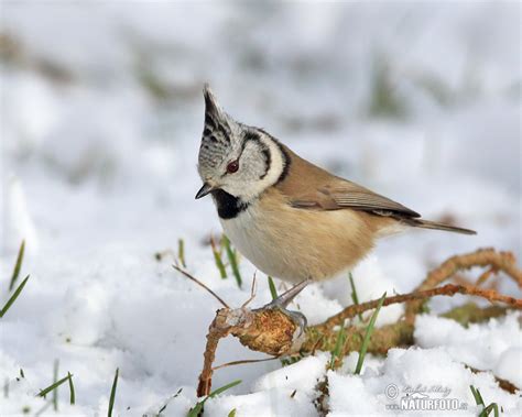 Crested Tit Photos Crested Tit Images Nature Wildlife Pictures