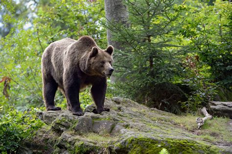 Bär In Bayern Was über Den Bären Bekannt Ist Der Spiegel