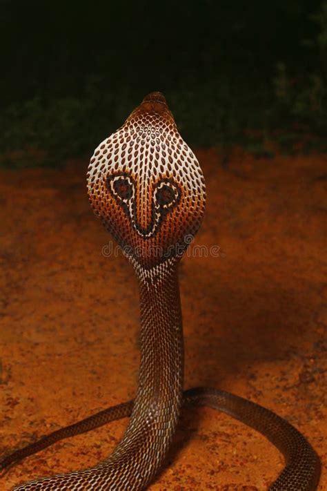 Spectacled Cobra Stock Image Image Of Serpent Thiruvananthapuram
