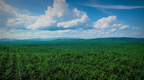 Pt Teladan Prima Agro Tbk Linkedin