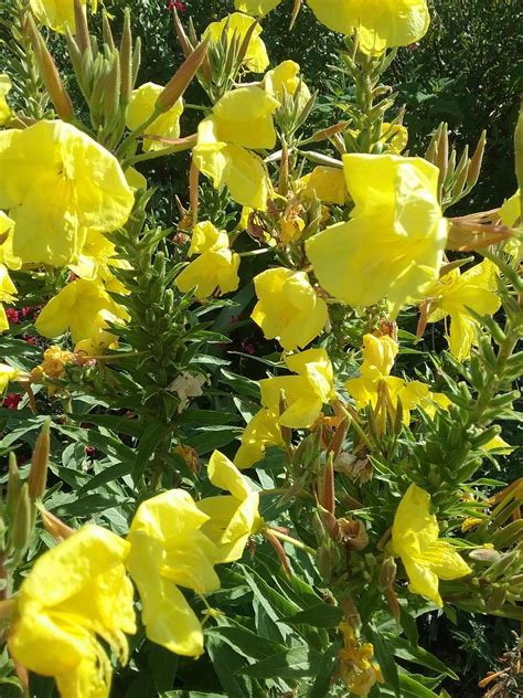 Oenothera Elata Ssp Hookeri In 75mm Supergro Tube Trigg Plants