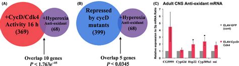 Cycdcdk4 Overexpression Affects Transcriptional Profiles Similar To Download Scientific