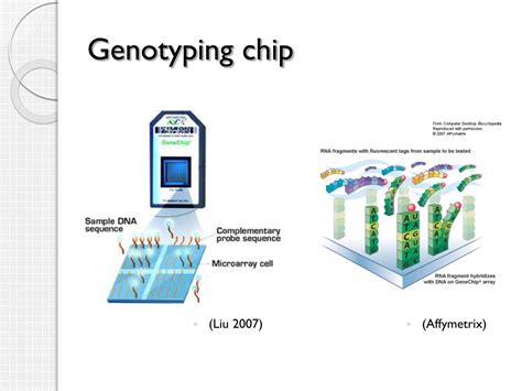 Ppt Methods In Genome Wide Association Studies Norú Moreno