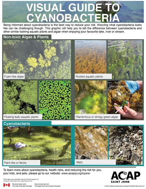 Cyanobacteria — Acap Saint John