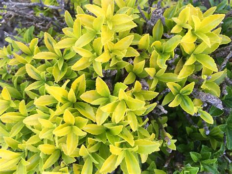 Please Identify This Shrub