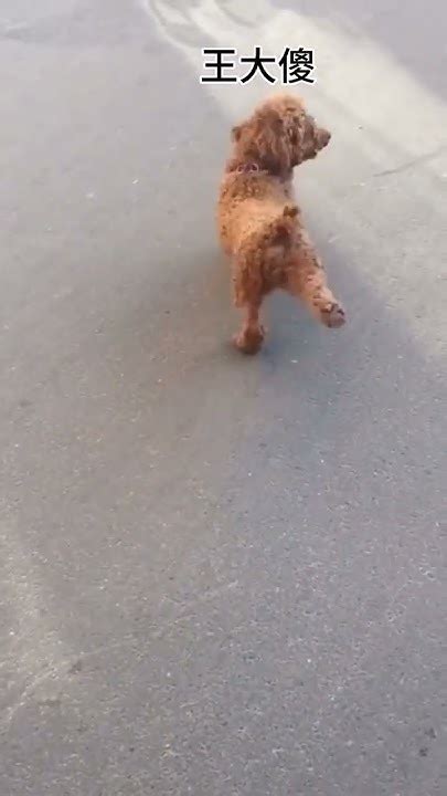 最可爱的狗子 它好像知道自己很可爱 Youtube