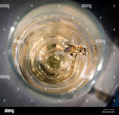 Insecte De Verre Banque De Photographies Et Dimages à Haute Résolution Alamy