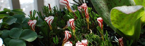 Homestead Stories The Festive And Whimsical Candy Cane Flower • Insteading