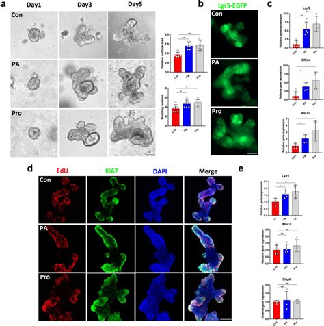 Propionic Acid And Propionate Promote Organoid Formation And Iscs Download Scientific Diagram