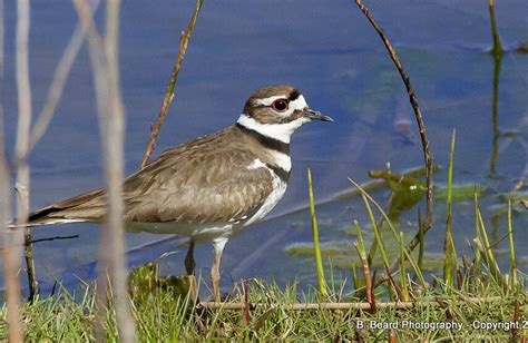 Sex In The City The Not So Secret Life Of Breeding Birds At Downsview Park