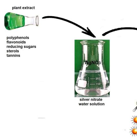 A Simplified Scheme Of The General Protocol Used In The Green