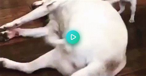 A Pug Scratching The Back Of A Lab That Hits Just The Right Spot 