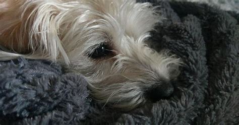 Widget Album On Imgur