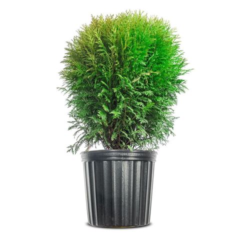 Perfect Plants Live Arborvitae Woodward 3 Gallon Globe Shrub Thd10020