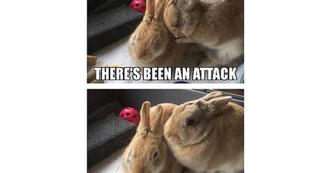 Botus Album On Imgur