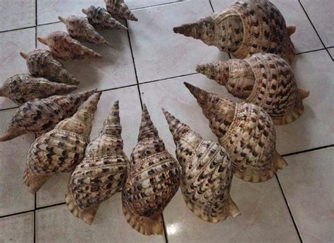 Farid Hakim On Linkedin Beautiful Shells