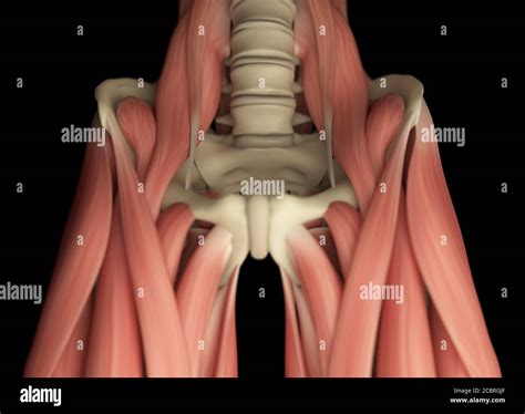 Anatomy Muscles Pelvis The Pelvic Floor Structure Function Muscles