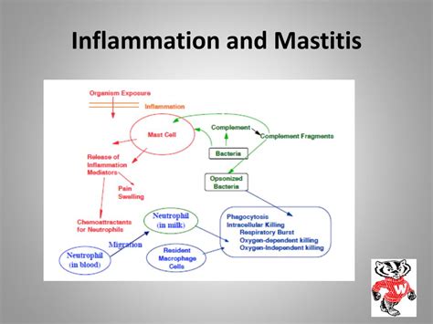 Ppt Mastitis Powerpoint Presentation Free Download Id2036018