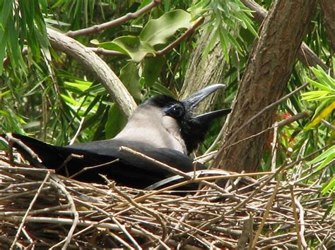 Doros Animal World The Crow The Eggs And Hatching