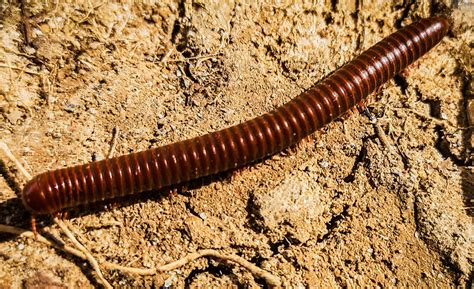 Kera Or Kella Insect Name In Our Country — Hive