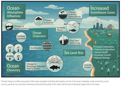Saltwater Ecosystem Climate
