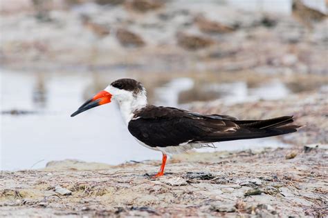 Chemical Kim Where Do Black Skimmers Lay Their Eggs A Facebook