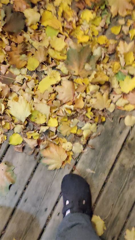 The Sound Of These Crunchy Leaves R Oddlysatisfying