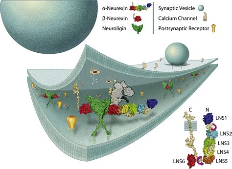 Unveiled α−neurexins Take Center Stage Structure