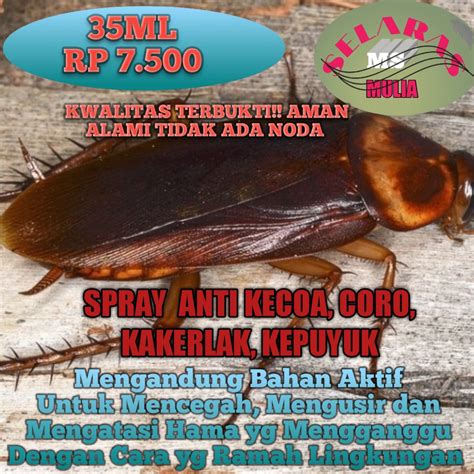 Jual Cairan Pembasmi Kecoa Alami 35 Ml Spray Pembasmi Kecoa Paling Ampuh Semprotan Pembasmi