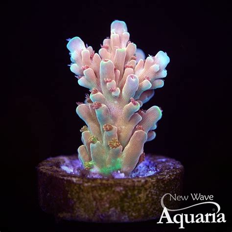 563 Princess Peach Acro Aquarium Beauties