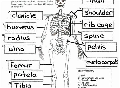 How To Label The Skeletal System
