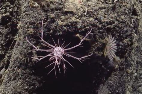 Scientists Encounter Rare Spiky Crab During Deep Sea Expedition In The Caribbean