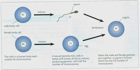 Types Biology Notes For Igcse 2014