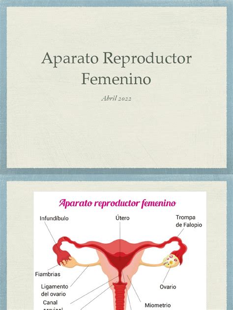 Aparato Reproductor Femenino Y Masculino Pdf