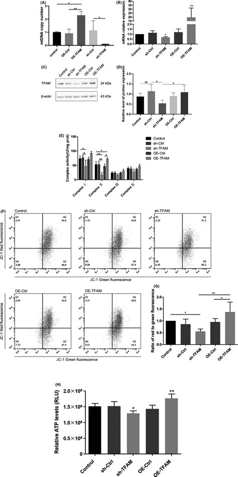 Effect Of Variations In Mtdna Copy Number On Mitochondrial Function