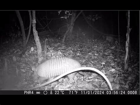 266º vídeo tatu de rabo mole grande Greater Naked tailed Armadillo