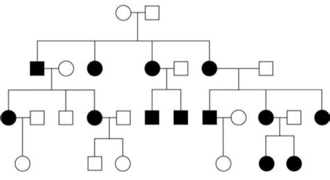 Mendelian Genetics Flashcards Quizlet