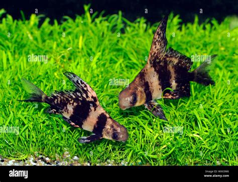 Chinese High Fin Banded Sharks Myxocyprinus Asiaticus Kept In