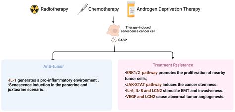 Frontiers A New Perspective On Prostate Cancer Treatment The
