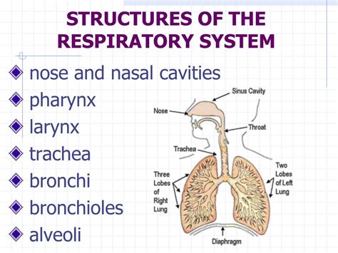 Ppt The Respiratory System Powerpoint Presentation Free Download Id 1705286