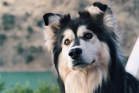 Golden Retriever Husky Mix Full Grown