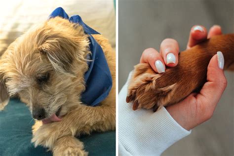 Why Is My Dog Licking Their Paws Causes And Solutions For Itchy Paws