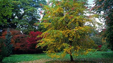 17 Low Maintenance Trees For Your Landscape