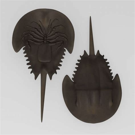 Limulus Amebocyte Lysate 3d Dxf