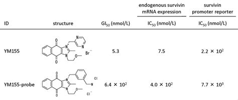 Ym155 Probe Used For Affinity Purification The Figure Shows The Download Scientific Diagram