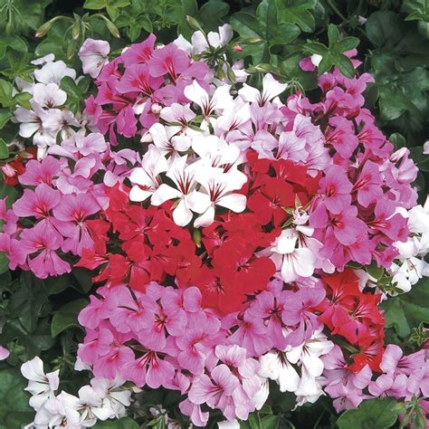 Pelargonium Peltatum Tornado™ Mix Ivy Geranium Garden Center Marketing
