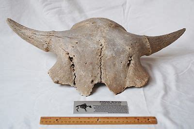 Bison Antiquus Skull Large Fossil Pleistocene 10 000 15 000 Years Old