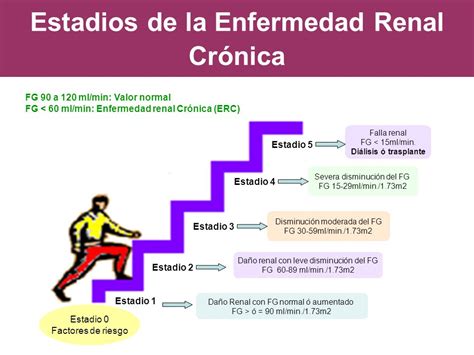 La Enfermedad Renal CrÓnica Nefrologia ¿están Bien Tus RiÑones