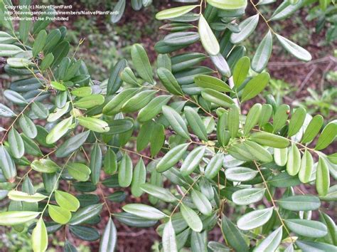 Plantfiles Pictures Paradise Tree Bitterwood Simarouba Glauca By
